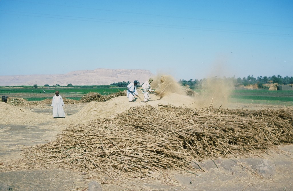 Upper Egypt – winnowing grain 1975 02 | BYU New Testament Commentary